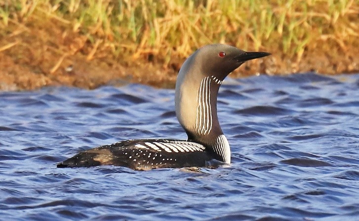 Birds 'n' Bogs - Citizen Science, Alaska Department of Fish and Game