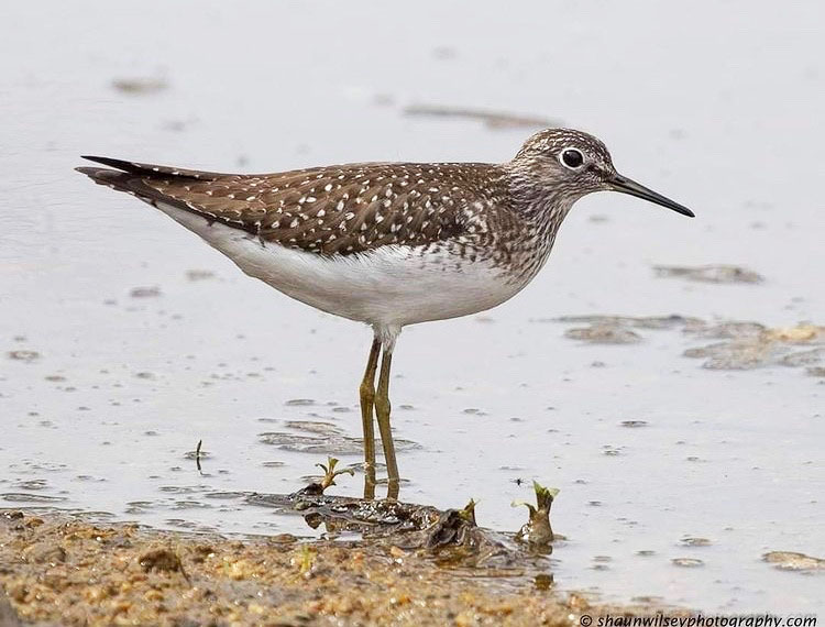 Birds 'n' Bogs - Citizen Science, Alaska Department of Fish and Game
